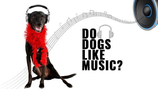 Do Dogs Like Music? What Music Do Dogs Like? - Petmoo