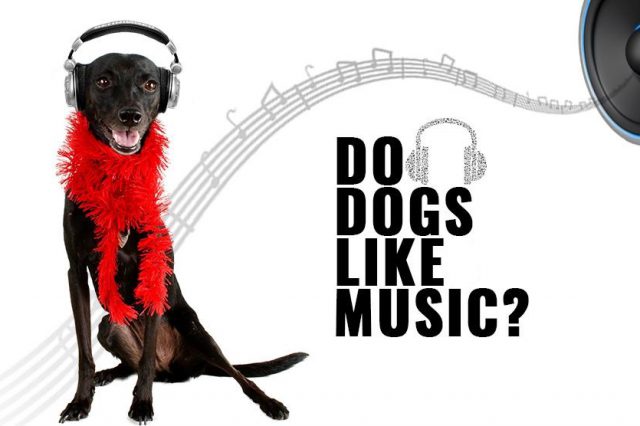 21 Songs About Dogs With Lyrics - Petmoo