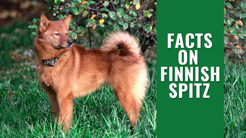 Finnish Spitz - Dog Breed Information And Temperament - Petmoo