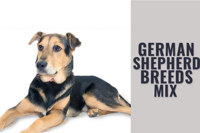 German Shepherd Lab Mix - A Complete Guide Before Buying A Sheprador ...