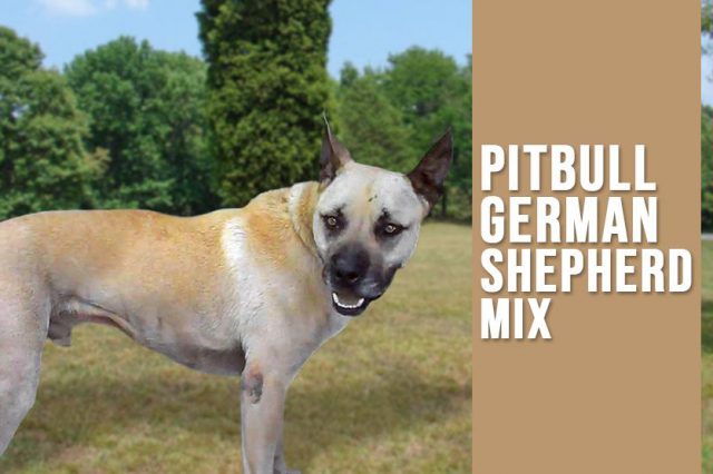 Pitbull Boxer Mix - 10 Must Know Facts About The Pitbull Mix - Petmoo