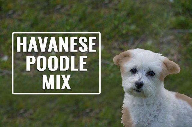 Silver Lab Puppies: Amazing Facts About The Silver Labrador Retriever ...