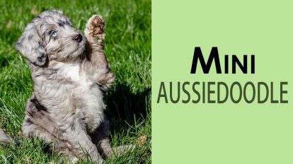 Mini Aussiedoodle - Breed Facts About The Miniature Dog - Petmoo