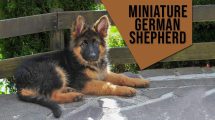 Miniature German Shepherd - Complete Facts On The Mini Version - Petmoo