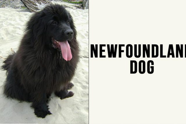 Black Lab – Complete Guide On The Black Labrador Retriever - Petmoo