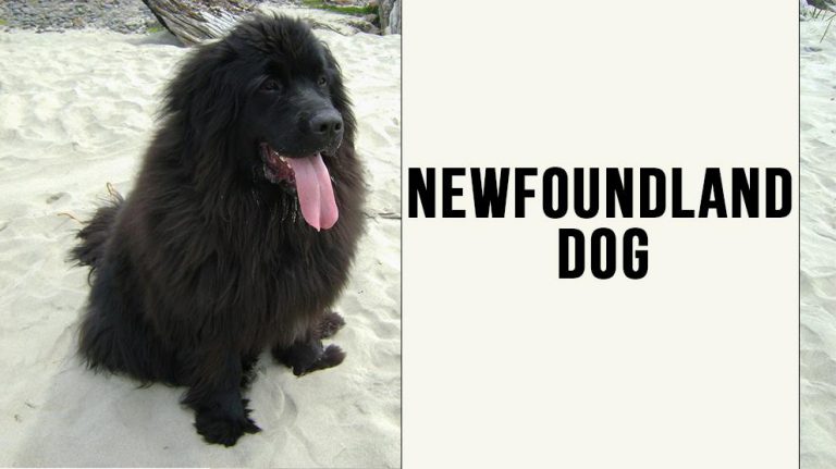 Newfoundland Dog Breed Information And Interesting Facts - Petmoo