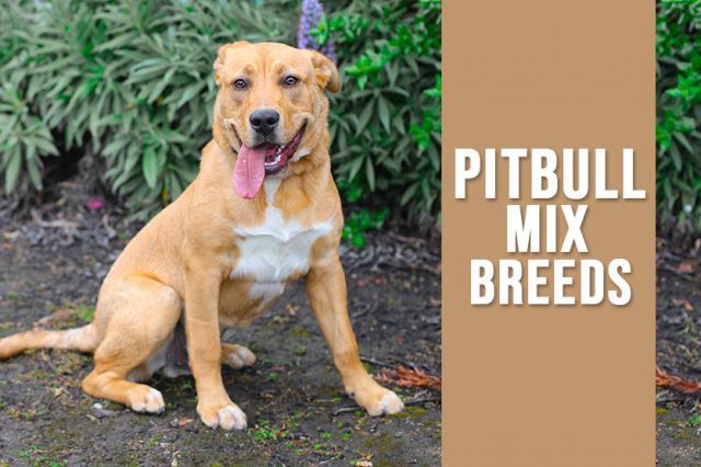 Pitbull Lab Mix - Complete Guide For A Bullador Owner - Petmoo