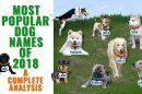 180+ Best Science Dog Names Under All Science Categories - Petmoo