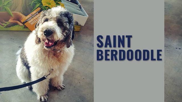 Saint Berdoodle - Dog Breed Information On The Mixed Breed - Petmoo