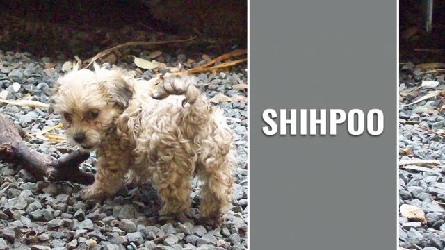 Shih Poo - Shih Tzu Poodle Mix Dog Breed Information & Personality - Petmoo