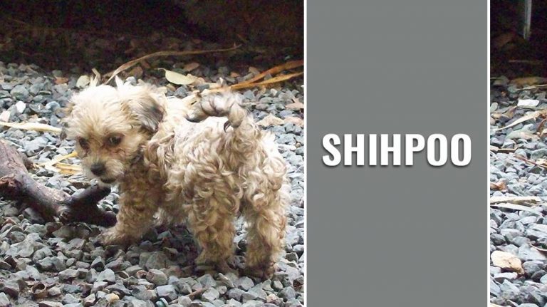 Shih Poo - Shih Tzu Poodle Mix Dog Breed Information & Personality - Petmoo