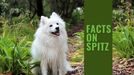 Spitz - Dog Breed Information And Unique Facts - Petmoo