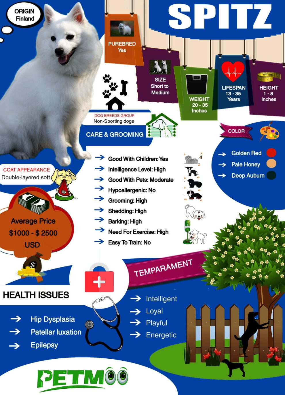 Spitz - Dog Breed Information And Unique Facts - Petmoo