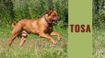 Tosa Inu Dog Breed Information And Temperament - Petmoo