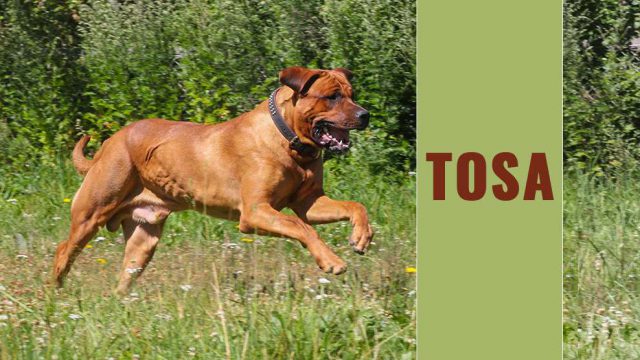 Tosa Inu Dog Breed Information And Temperament - Petmoo