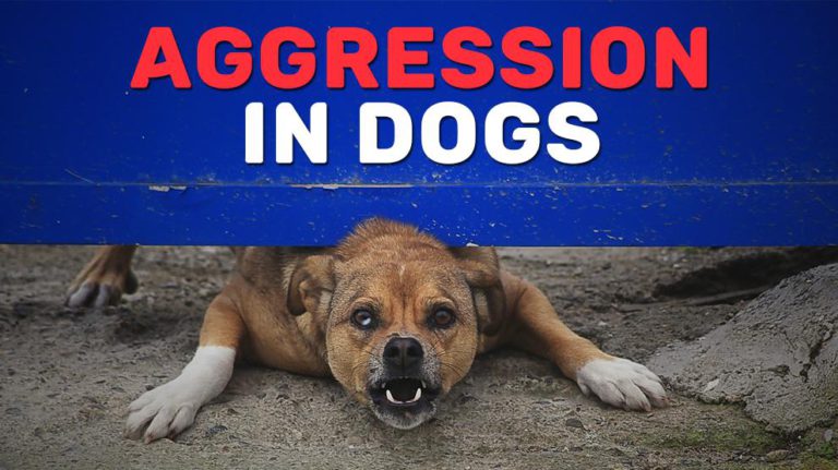 Aggression In Dogs - How To Calm Down Your Aggressive Dog? - Petmoo