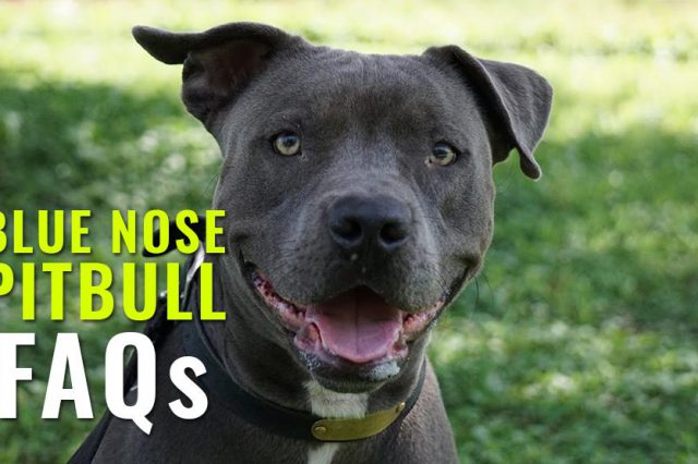 Pitbull Lab Mix - Complete Guide For A Bullador Owner - Petmoo