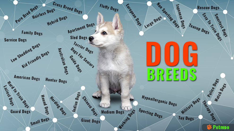 15 Most Common Types Of Dogs You Should Know As A Dog Lover - Bank2home.com