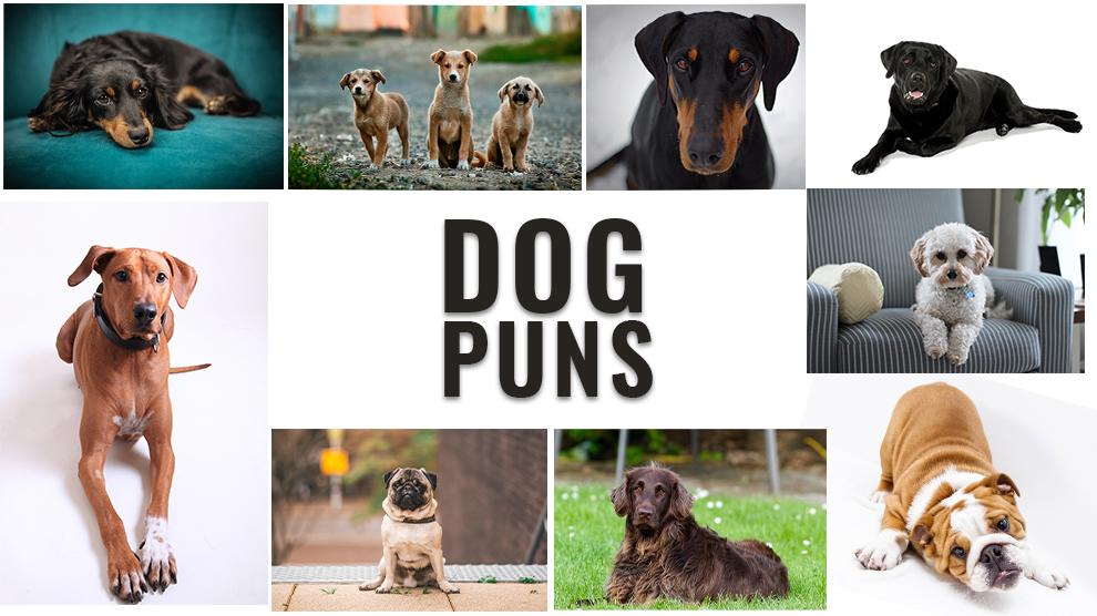 Dog Puns - The Pawsome And Pawful Dogalogues - Petmoo