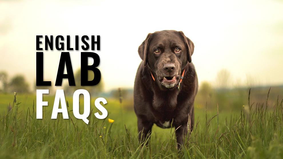 English Lab FAQs - Questions And Answers On English Labrador - Petmoo