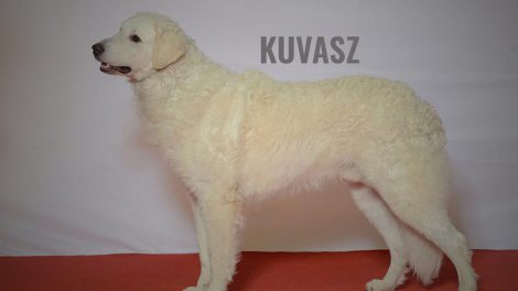 Kuvasz Dog Breed Information And Temperament - Petmoo