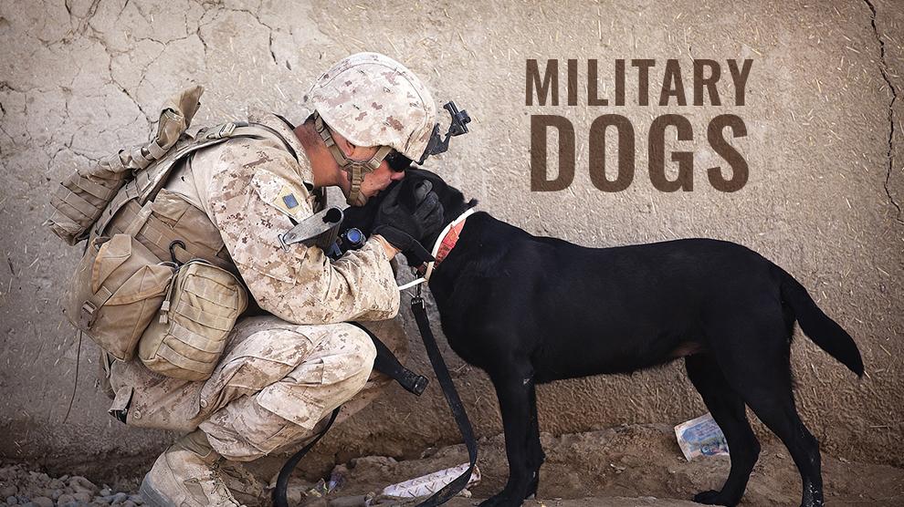 Military Dogs - What You Wanted To Know About The Army Dogs - Petmoo