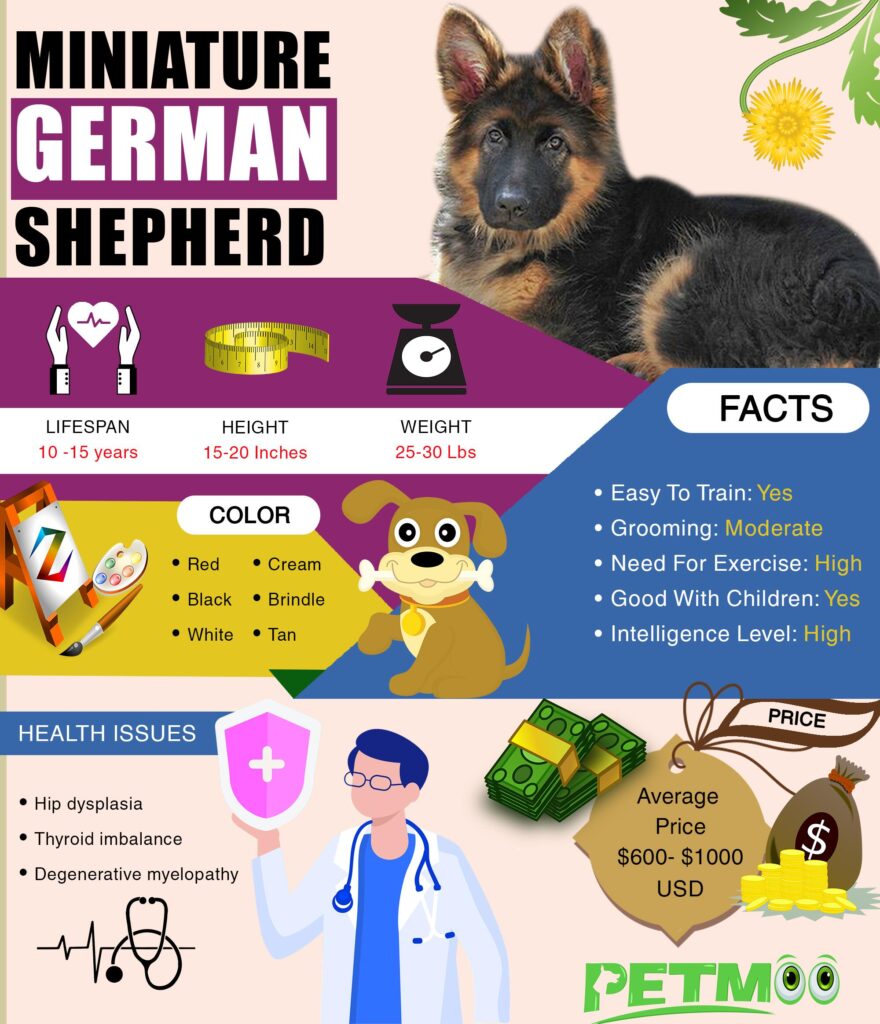 Miniature German Shepherd - Complete Facts On The Mini Version - Petmoo