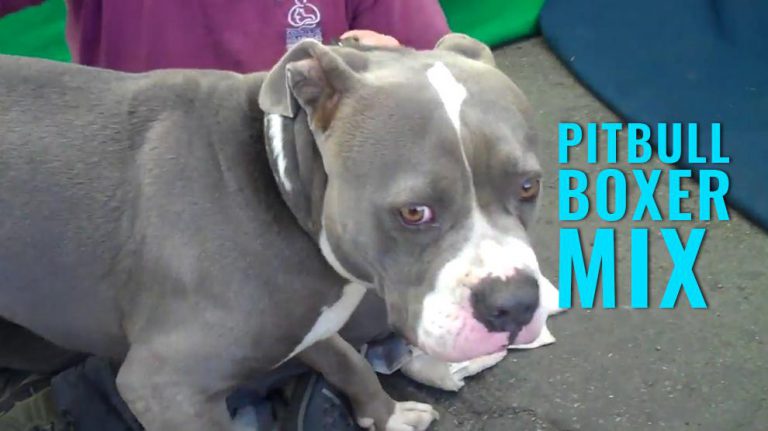 Pitbull Boxer Mix - 10 Must Know Facts About The Pitbull Mix - Petmoo