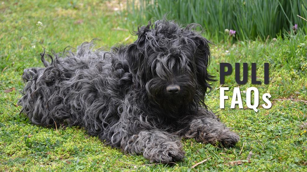 Puli FAQs - Questions And Answers On The Puli Breed - Petmoo