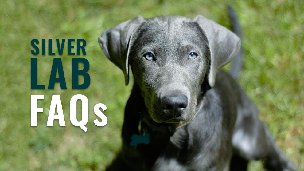 Silver Lab FAQs - All Possible Questions Answered - Petmoo Silver Lab FAQs - All Possible Questions Answered - Petmoo