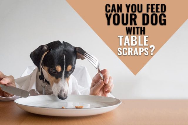 What Foods Can Dogs Eat? 43 Safe People Food - Petmoo