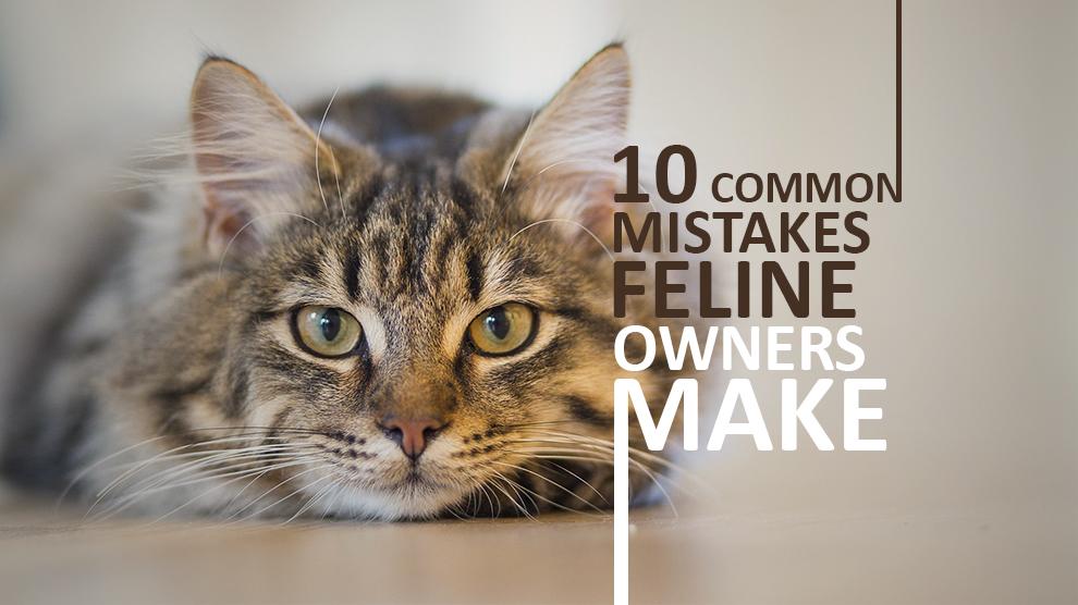 10 Common Mistakes Cat Owners Make - Petmoo