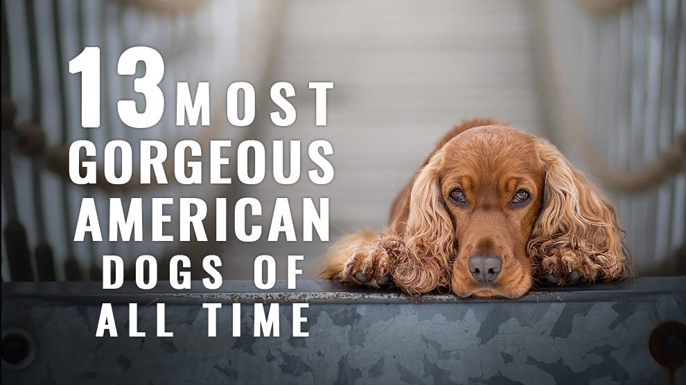 13 Most Gorgeous American Dogs Of All Time - Petmoo