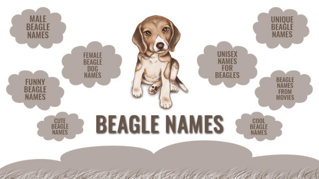 Beagle Names - 170 Cute And Unique Names For Your Beagle Puppy - Petmoo