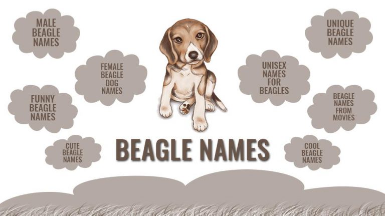 Beagle Names - 170 Cute And Unique Names For Your Beagle Puppy - Petmoo