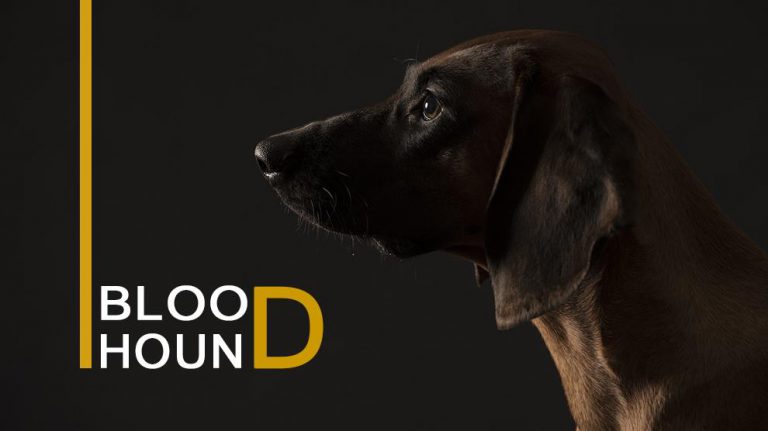 Bloodhound Dog Breed Information And Personality Traits - Petmoo