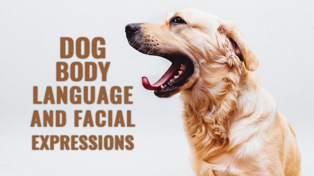 Dog Body Language And Facial Expressions - Petmoo