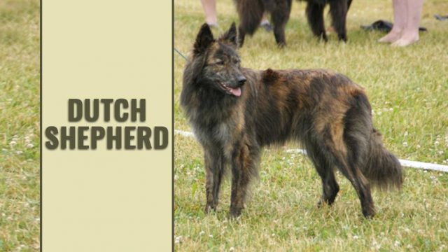 Dutch Shepherd - Dog Breed Information - Petmoo