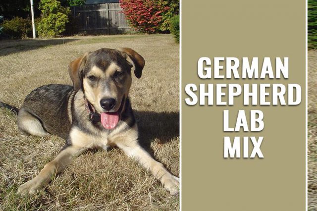 Yellow Lab – Complete Guide To The Yellow Labrador Retriever - Petmoo