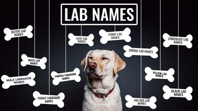 Labrador Names - 155 Popular Lab Names That Suit Your Puppy Best - Petmoo