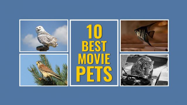 10 Best Movie Pets We Long To See Again And Again - Petmoo