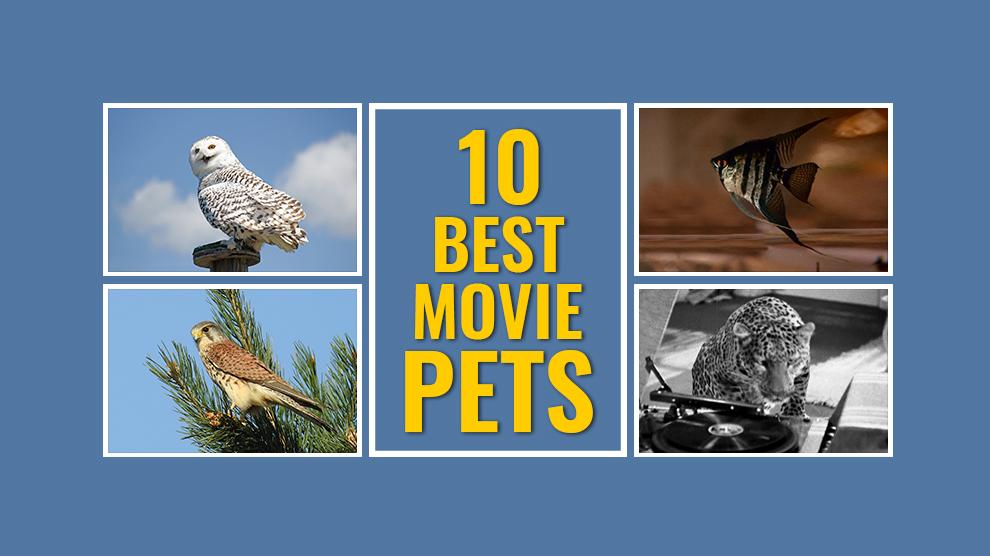 10 Best Movie Pets We Long To See Again And Again - Petmoo