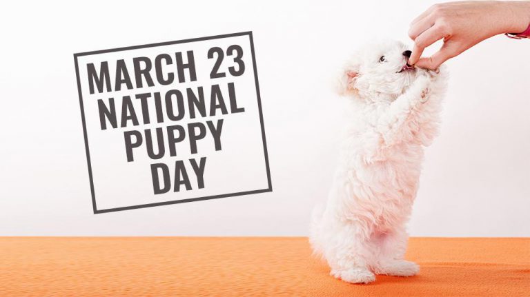 National Puppy Day (March 23rd) - Puppy Love Is The Magical Love! - Petmoo