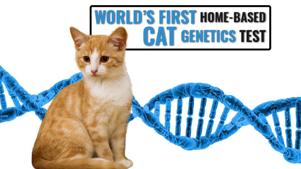 New Cat DNA Test Can Explain Your Feline’s Breed Ancestry - Petmoo