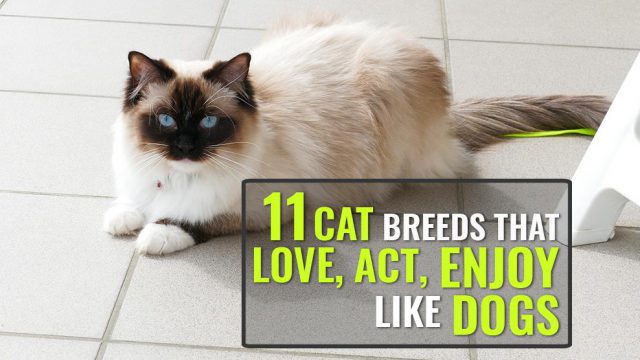 11 Cat Breeds That Love, Act, Enjoy And Behave Like Dogs - Petmoo