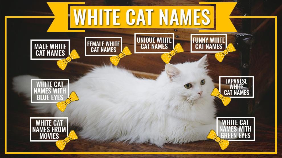 White Cat Names 125 Finest Selection Of Names With Meanings Petmoo White Cat Names 125 Finest Selection Of Names With Meanings Petmoo