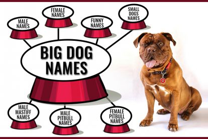 Girl Dog Names - Top Female Dog Names Of 2023 Backed With Vibrant ...