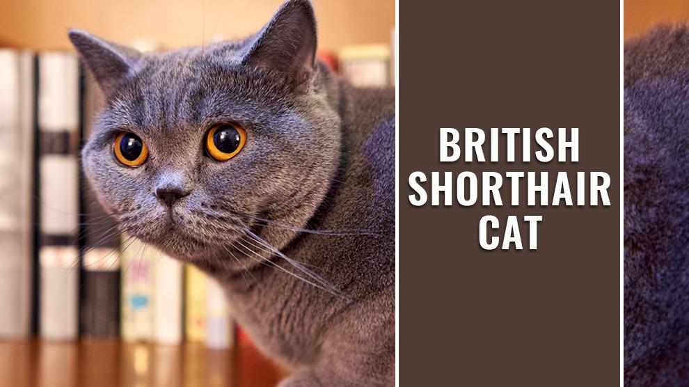 British Shorthair Cat Breed Information - A Cute And Easy Going ...