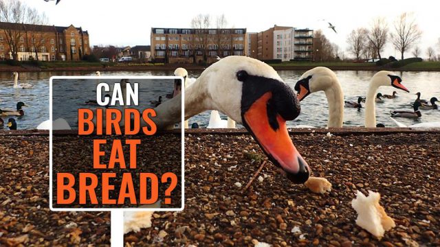 Can Birds Eat Bread? Side Effects Of Feeding Bread To Birds - Petmoo