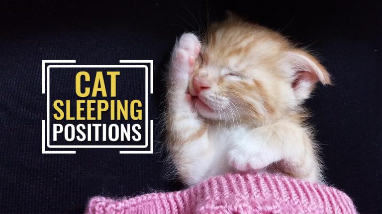 8 Common Cat Sleeping Positions And What They Tell Us - Petmoo